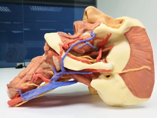 Welcome to Anatomy MUSEUM – #Anatomy SC Mahidol #Anatomy MUSC ภาควิชา ...