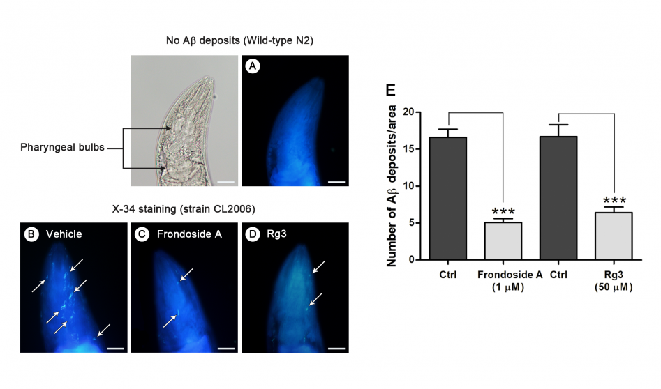Frondoside A Attenuates Amyloid-b Proteotoxicity in Transgenic ...