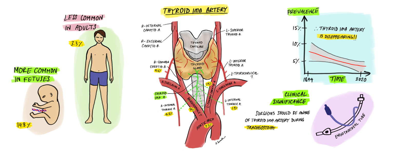 The decreasing prevalence of the thyroid ima artery: A systematic ...