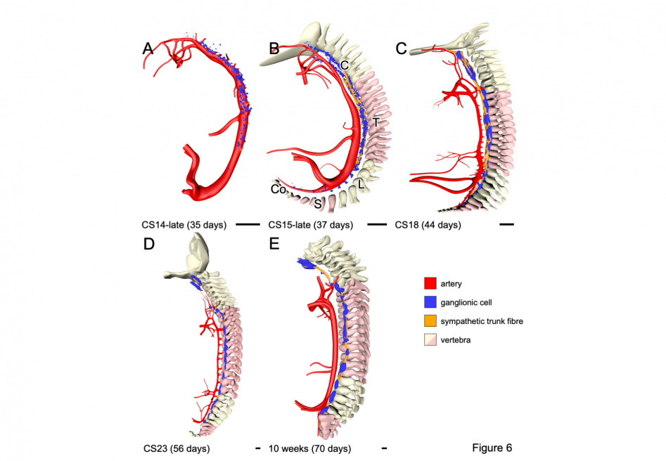 Development of the sympathetic trunks in human embryos – #Anatomy SC ...