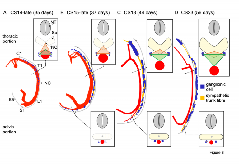 Development of the sympathetic trunks in human embryos – #Anatomy SC ...