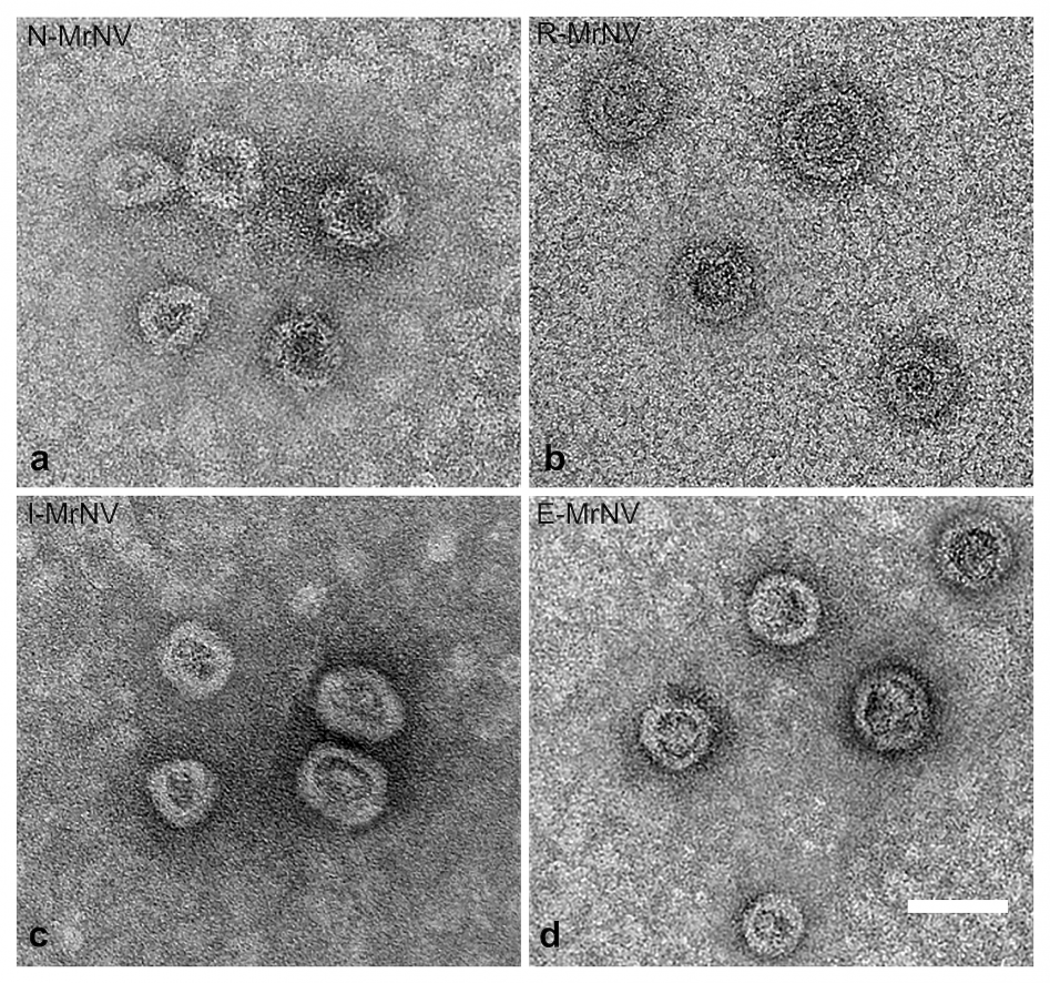 Chimeric virus-like particles (VLPs) designed from shrimp nodavirus (MrNV) capsid protein ...