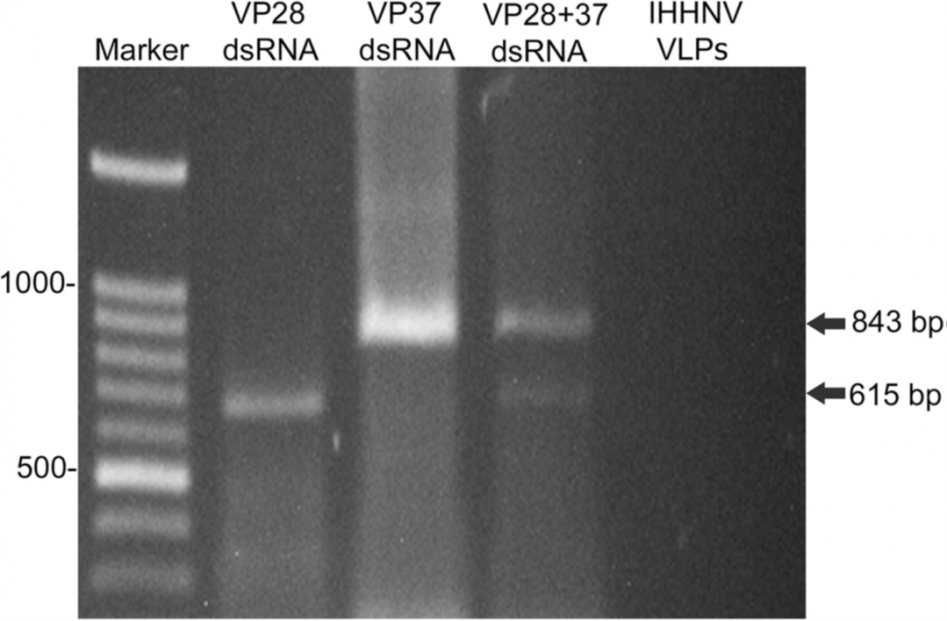 Dual VP28 and VP37 dsRNA encapsulation in IHHNV virus-like particles ...