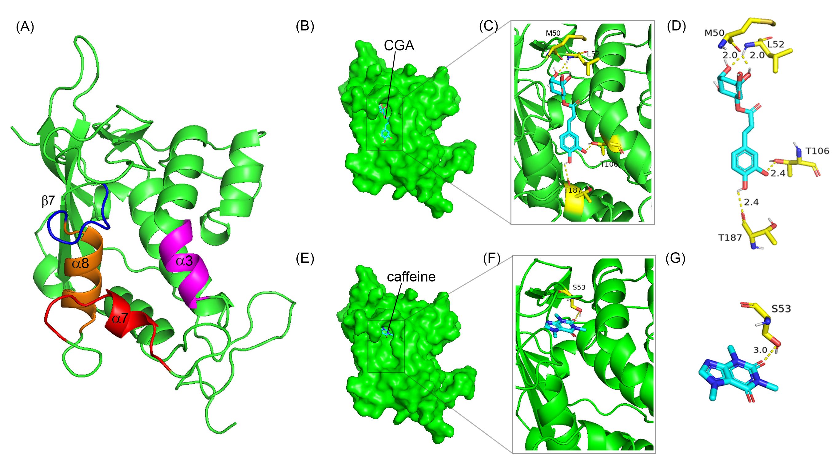 Suppressive Effect of Coffee Leaves on Lipid Digestion and Absorption ...