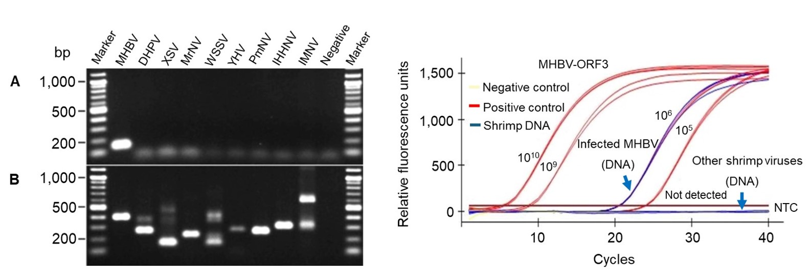 One-tube, probe-based, quantitative PCR assay for bidnavirus MHBV in the river prawn ...