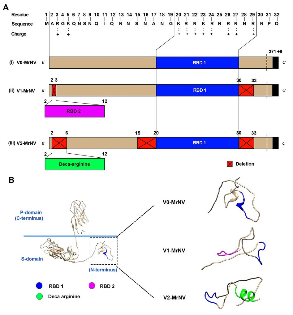 Interior modification of Macrobrachium rosenbergii nodavirus-like ...