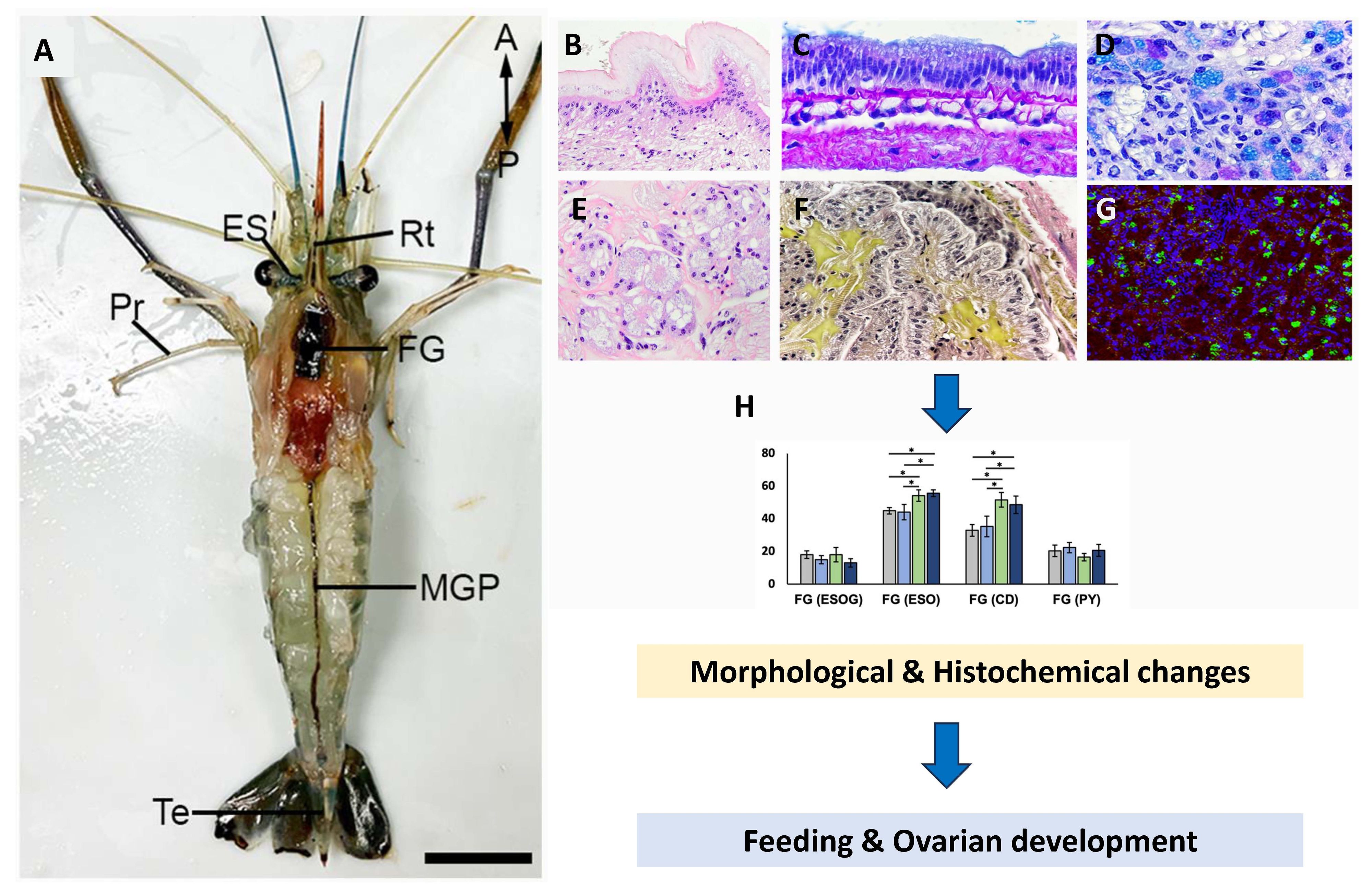 Morphological and histochemical characteristics of the foregut, midgut ...