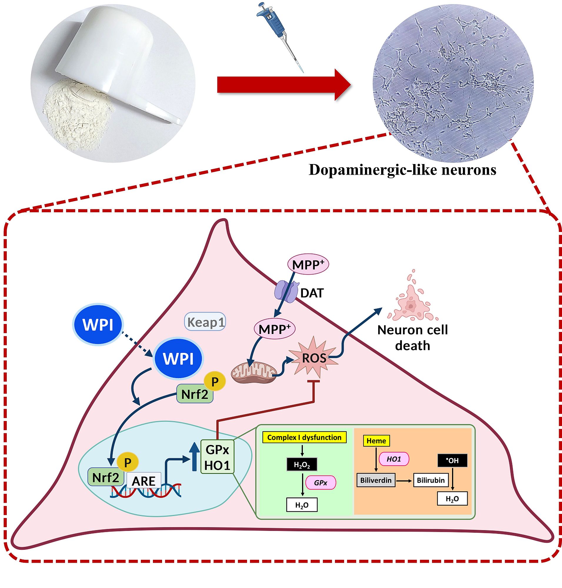 Protective Role of Whey Protein Isolate on MPP+-Induced Differentiation ...
