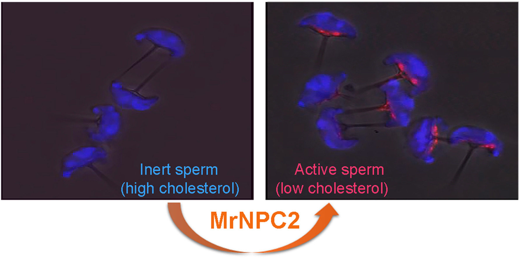 Role of lipid binding protein, Niemann pick type C-2, in enhancing ...