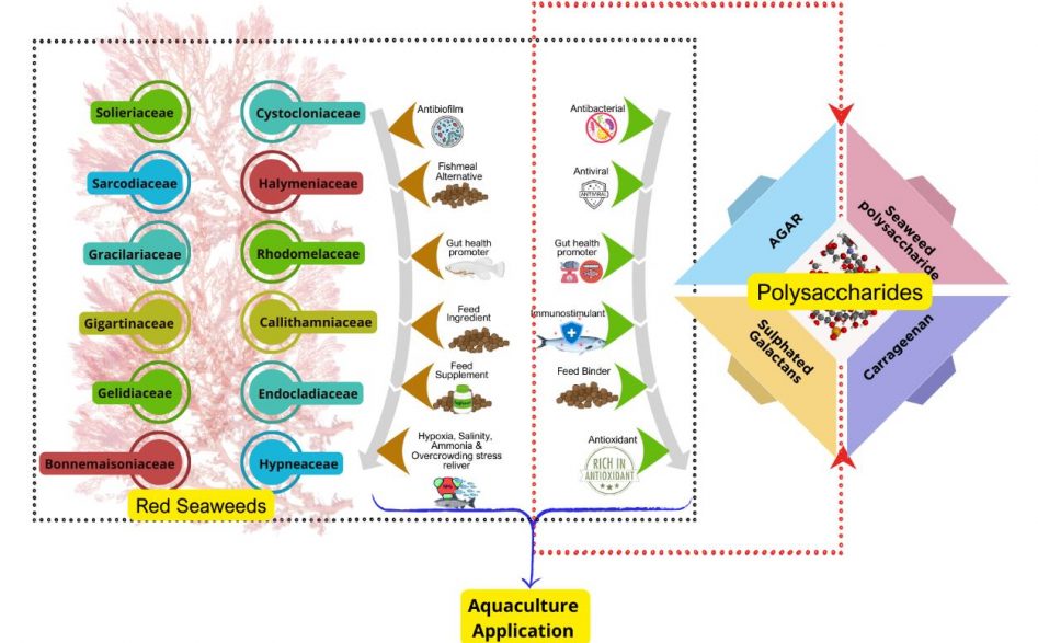 Red Seaweeds in Aquaculture: Impacts on growth, immunity, antioxidant ...