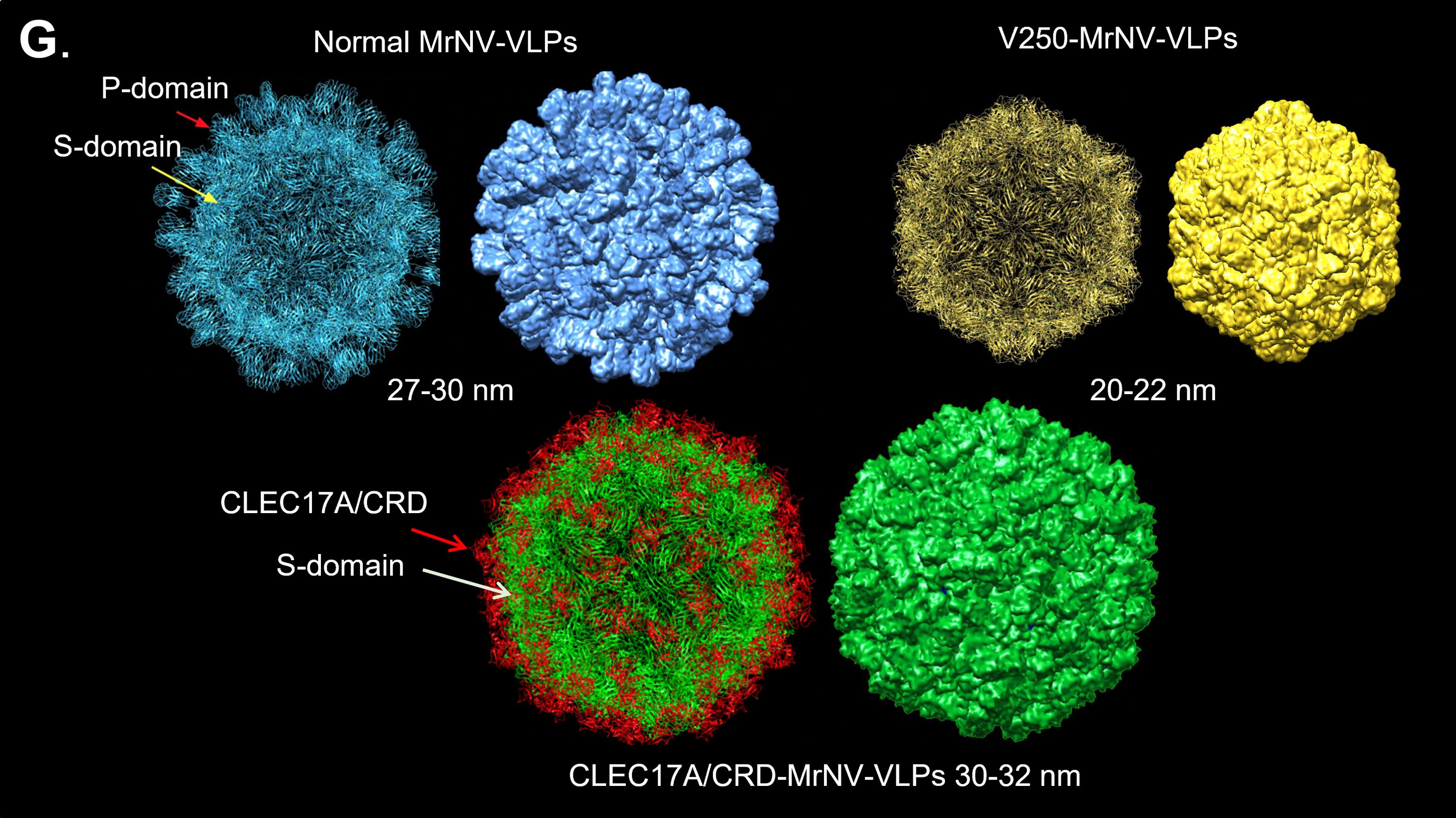 Chimeric virus-like particles carrying the CLEC17A carbohydrate ...