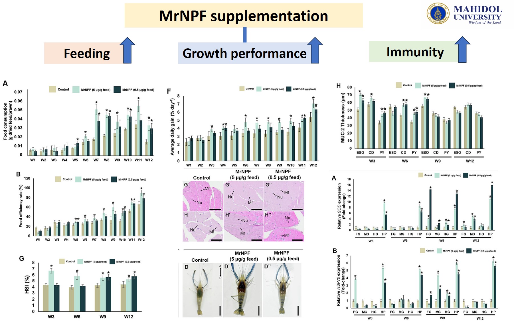 Examination of the role of neuropeptide F in promoting food intake ...